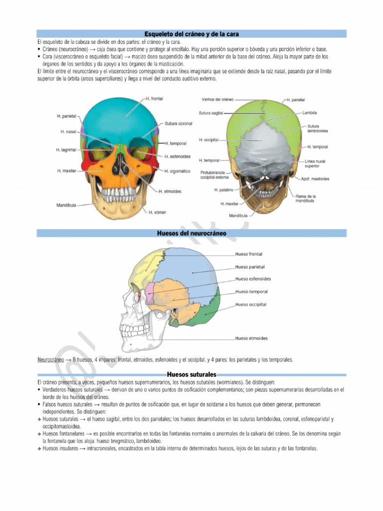 Cráneo | PDF