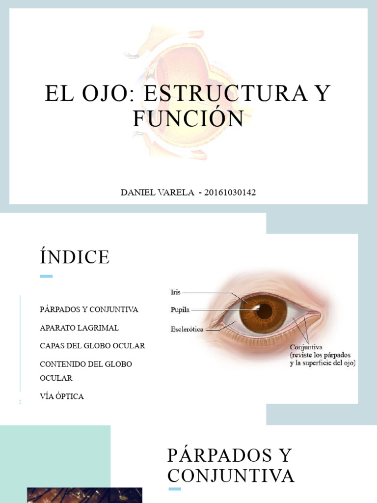 El Ojo | PDF | Ojo humano | Percepción visual