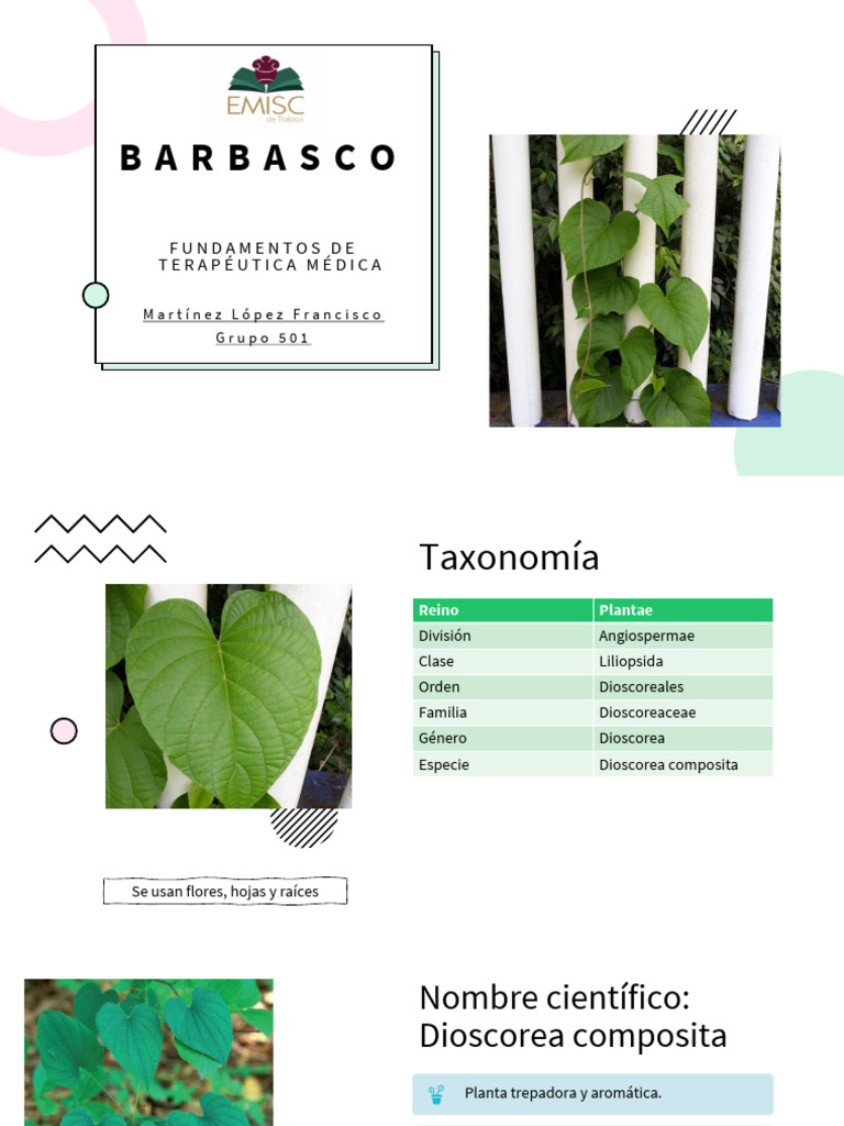 BARBASCO | PDF | Medicina | Medicina CLINICA