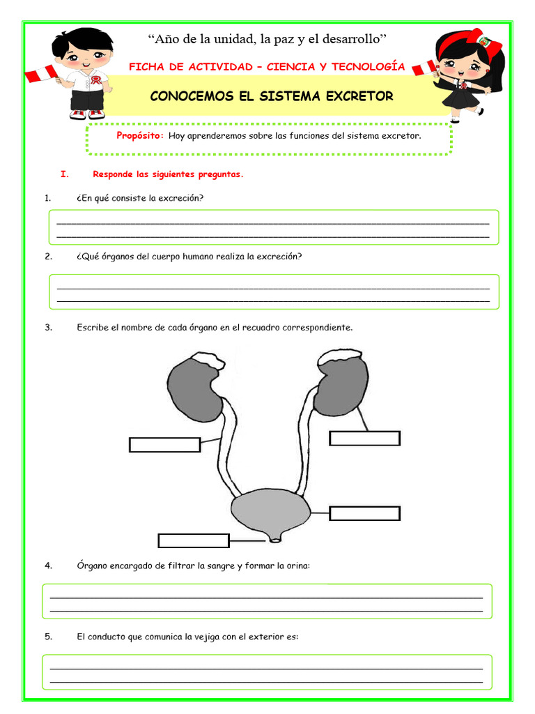FICHA-MART-CYT-CONOCEMOS EL SISTEMA EXCRETOR | PDF | Sistema urinario ...