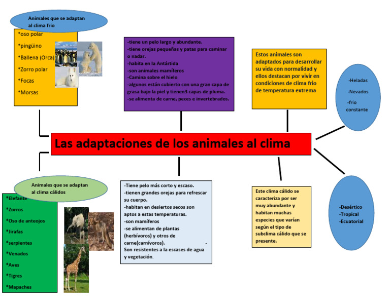 Las Adaptaciones de Los Animales Al Clima: Oso Polar Pingüino Ballena ...