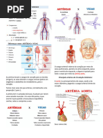 Anatomia do Sistema Venoso Ázigo | PDF | Veia | Coluna vertebral