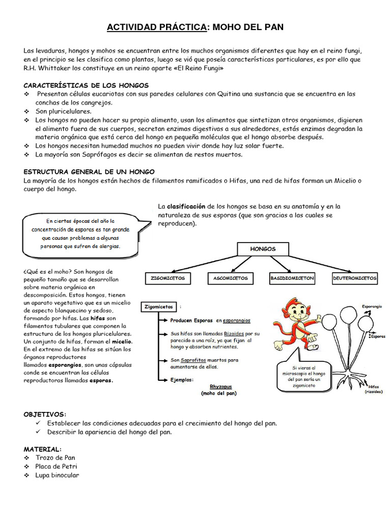 PRÁCTICO Moho Del Pan | PDF | Hongo | Molde