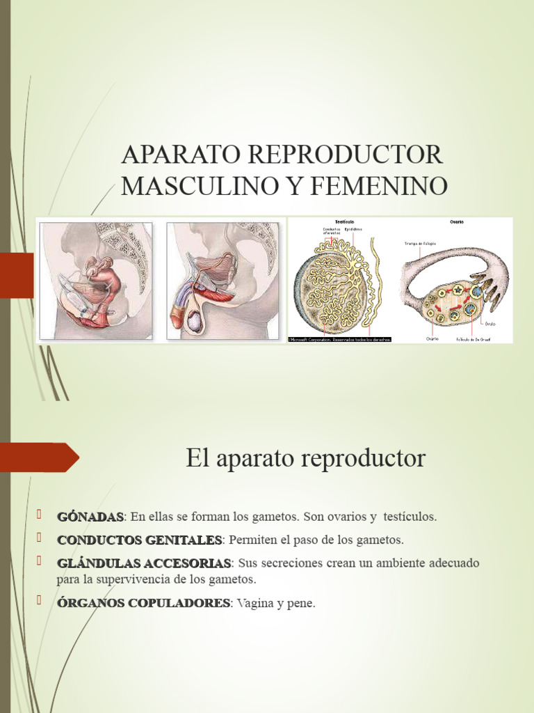 Aparato - Reproductor 2201 | PDF | Ovario | Ciclo menstrual