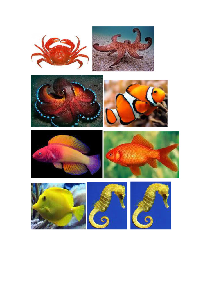 Pez Infografia | PDF