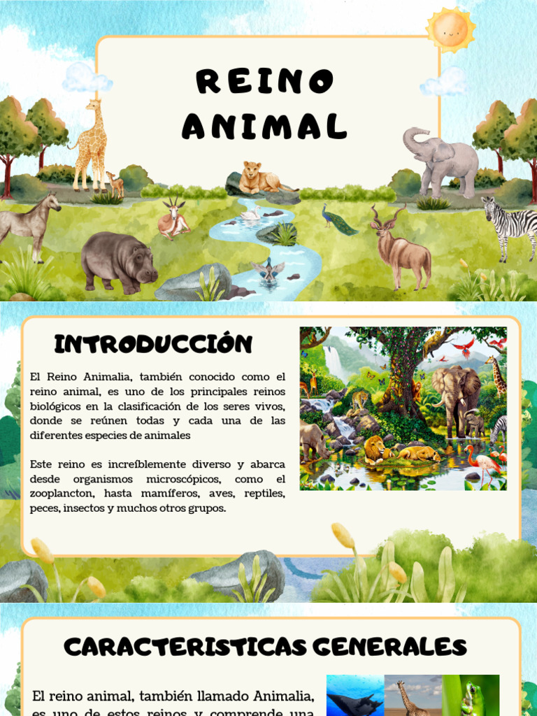 Exposición Del Reino Animalia | PDF | Esponja | Anfibio