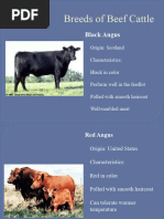 Official List of Breed Codes For Bovine: Beef Breeds | PDF | Livestock | Mammal Breeds