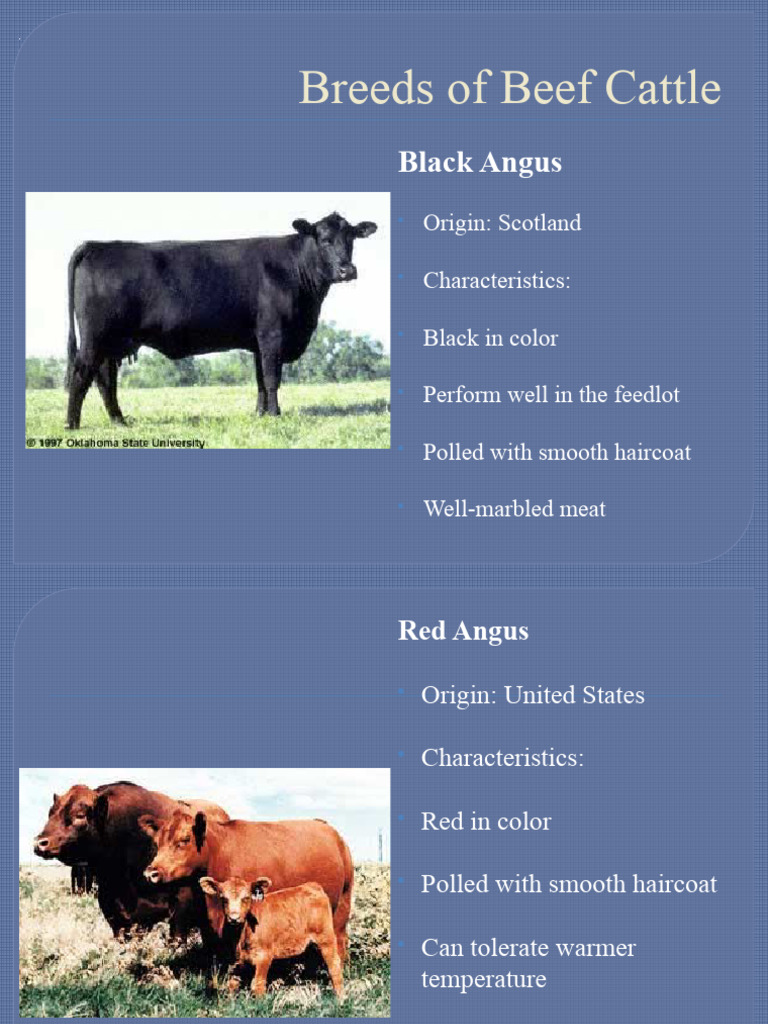 Key Beef Cattle Breeds Overview | PDF | Cattle | Breeding