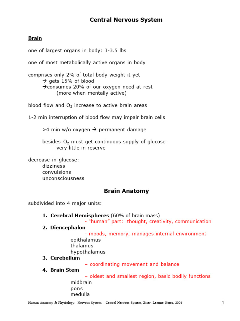 Central Nervous System Overview | PDF | Central Nervous System | Brainstem