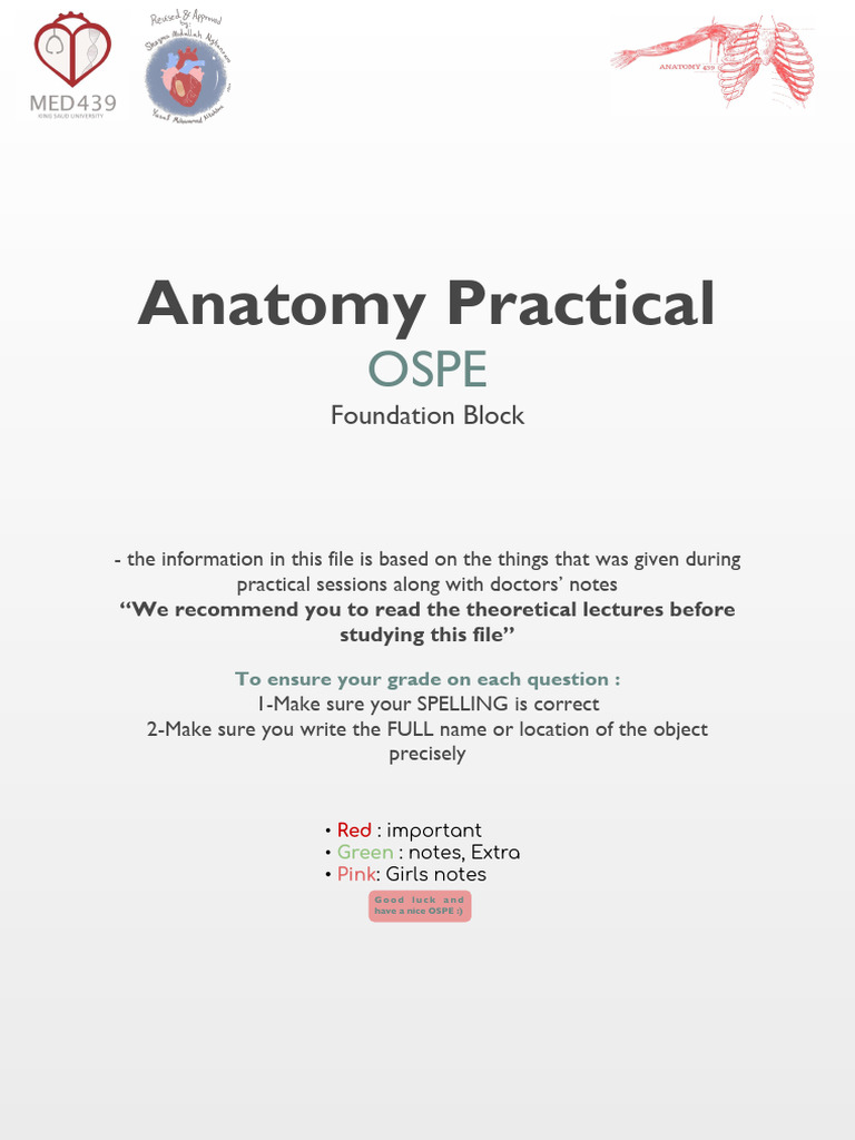 Anatomy OSPE | PDF | Cerebrum | Brainstem