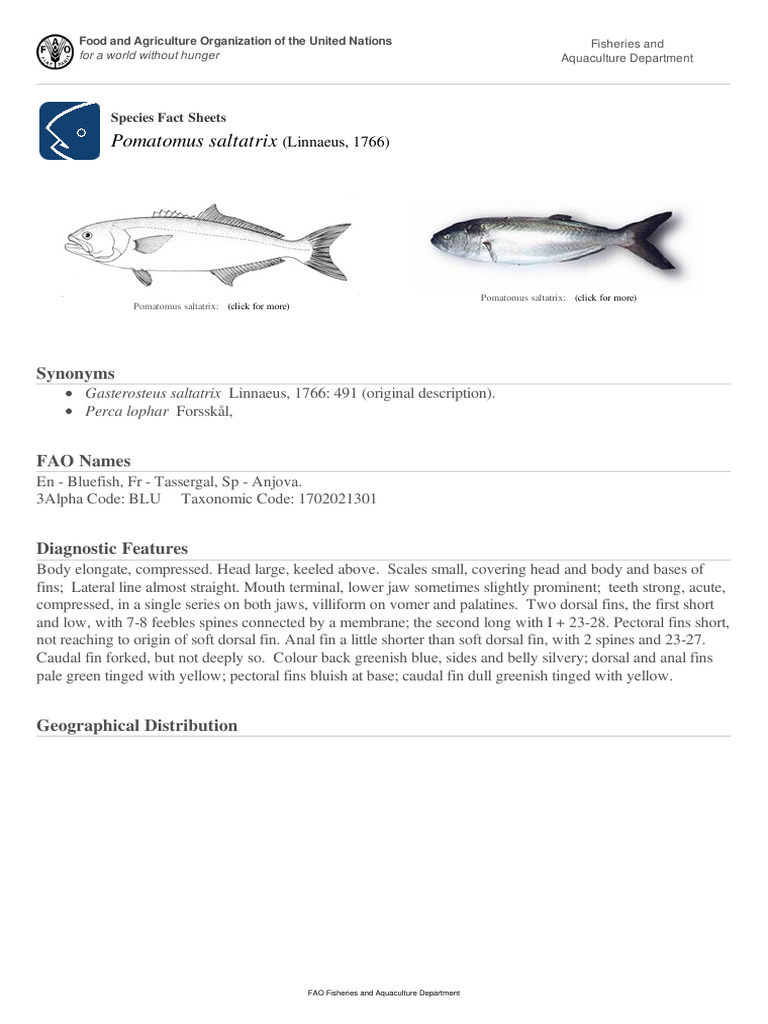FAO Fisheries & Aquaculture - Species Fact Sheets - Pomatomus Saltatrix ...