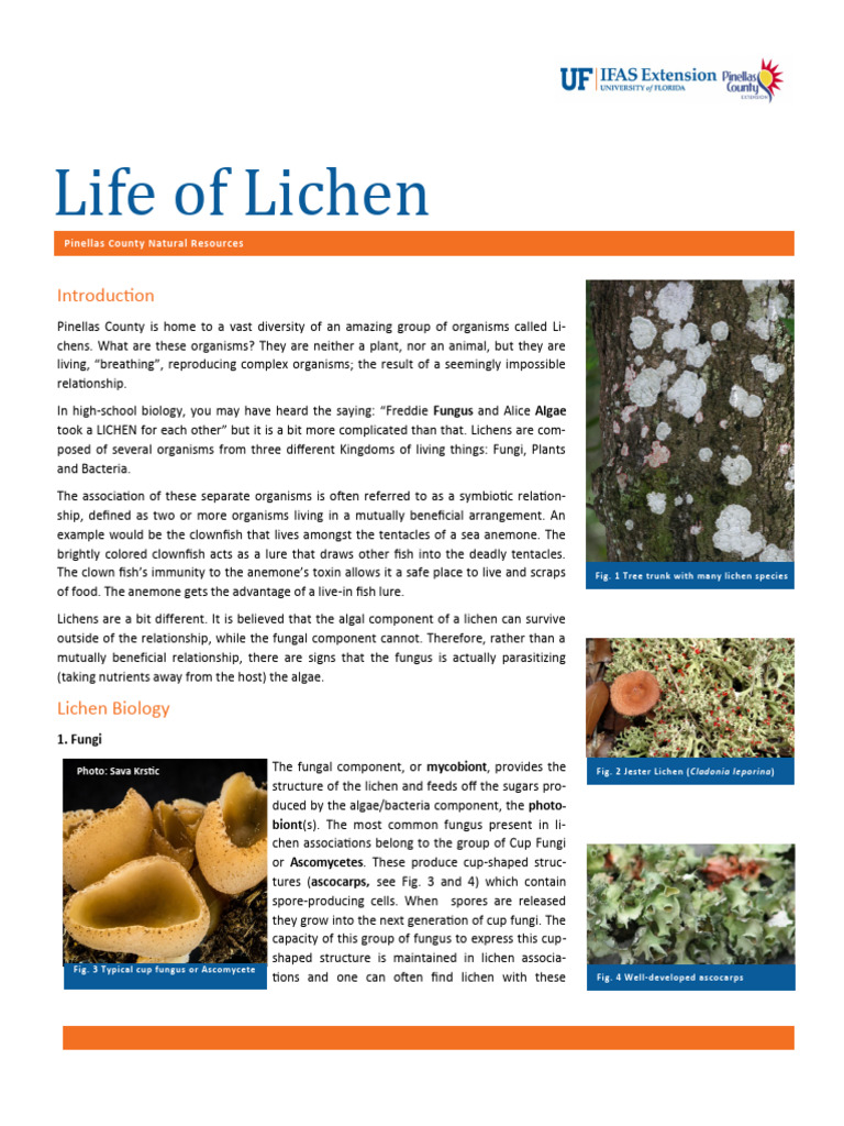Life of Lichen | PDF | Fungus | Algae
