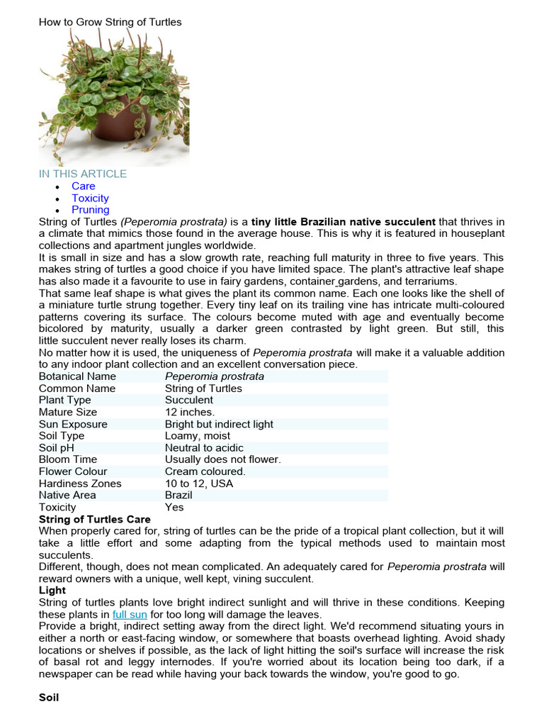 How To Grow String of Turtles | PDF | Leaf | Soil