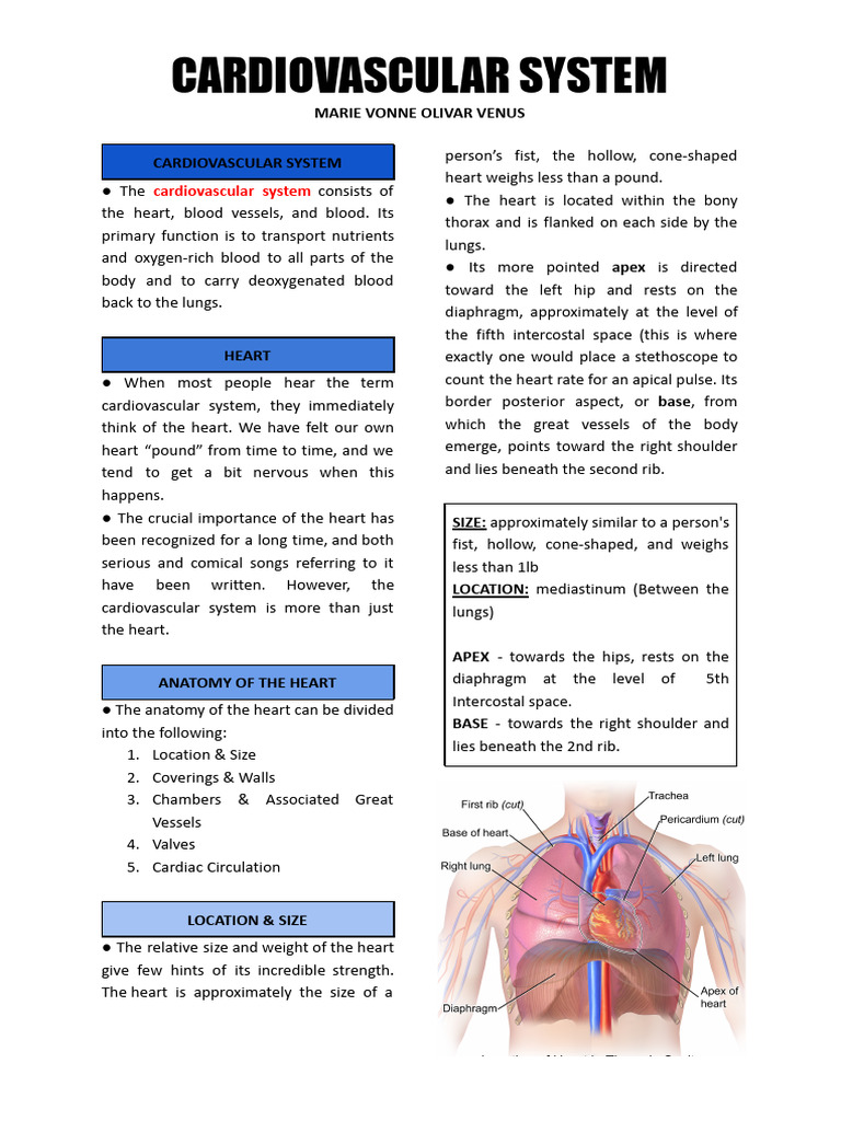 Cardiovascular System | PDF | Heart Valve | Diastole
