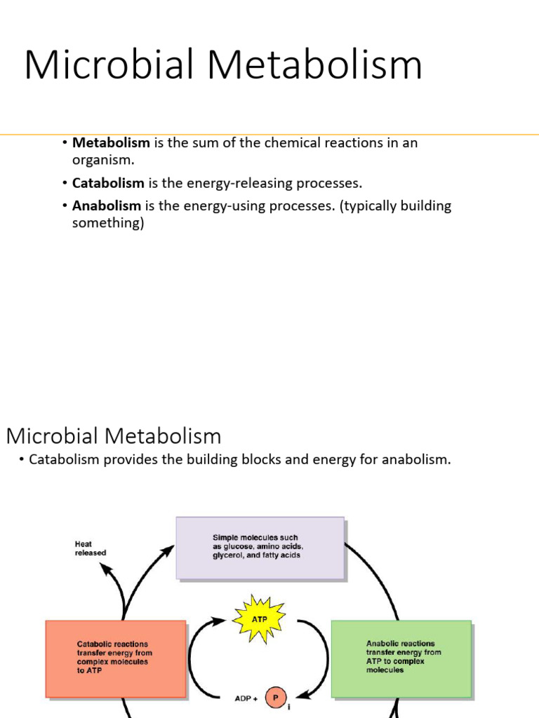3 Basic Metabolism | PDF | Cellular Respiration | Metabolic Pathway