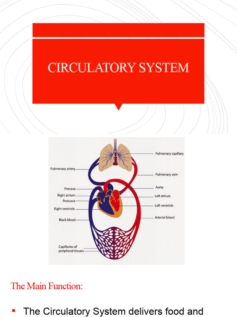 Understanding the Circulatory System | PDF | Heart | Artery