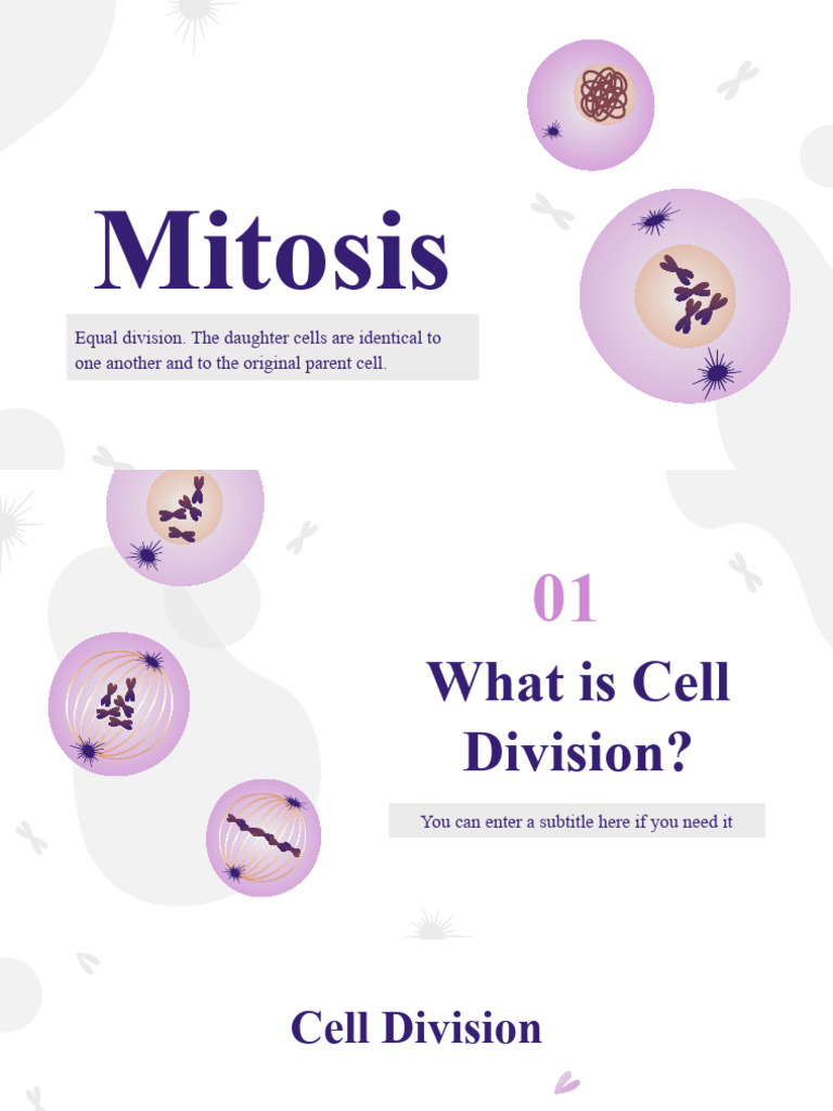 Mitosis | PDF | Mitosis | Cell (Biology)
