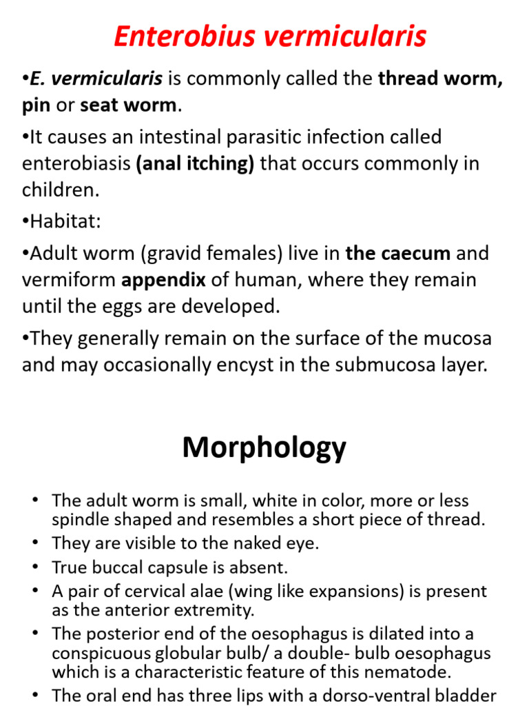 Enterobius Vermicularis - 2023 | PDF | Infection | Microbiology