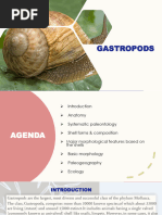 Land Snail Identification Guide | PDF | Molluscs