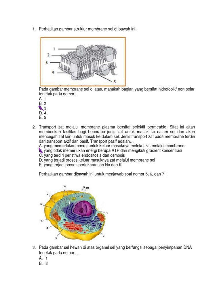 Latsol Persiapan Pts Biologi (1) 2 | PDF