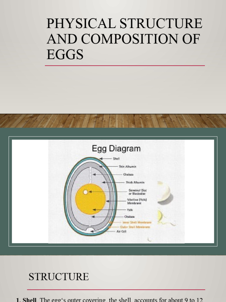 Egg Composition and Structure | PDF | Yolk | Egg