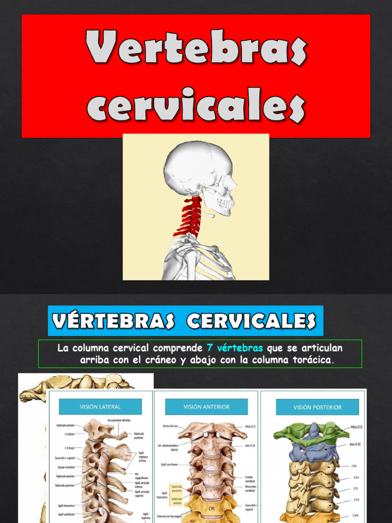 Anatomía de las Vértebras Cervicales | PDF | Sistema esquelético ...