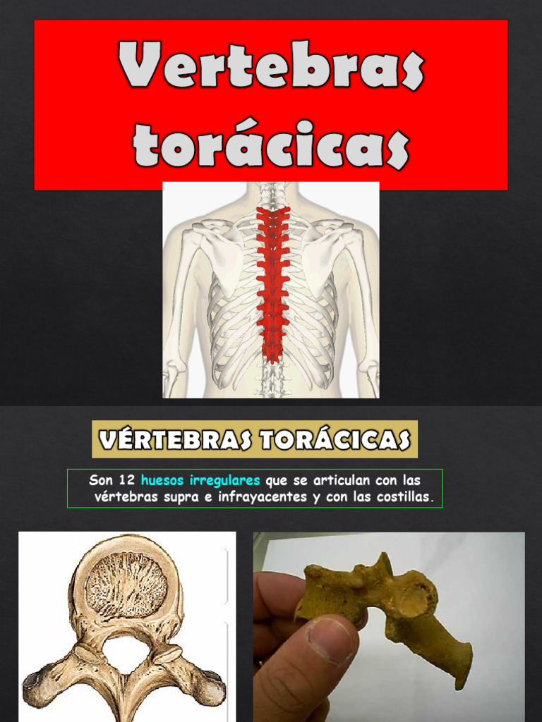 Anatomía de las vértebras torácicas | PDF | Sistema musculoesquelético ...