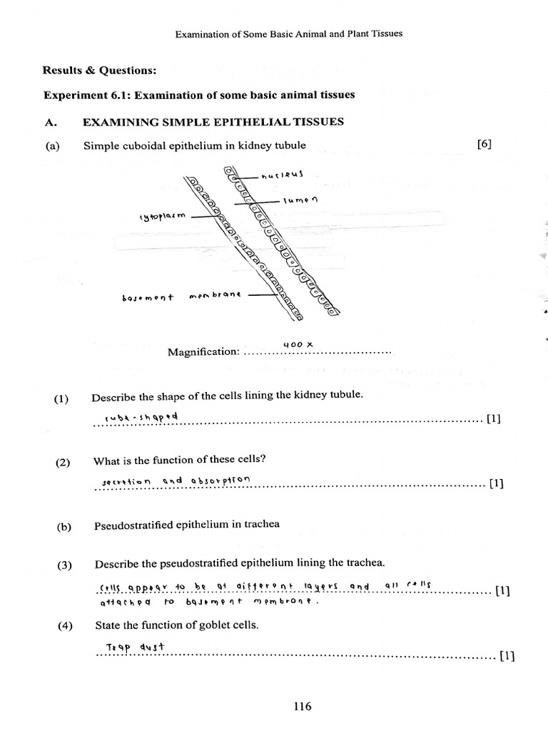 Experiment Of Some Basic Animal And Plant Tissue PDF