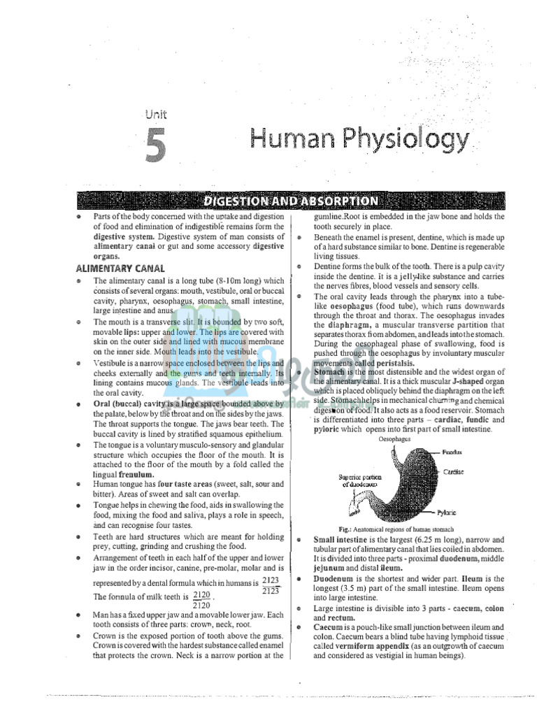 Human Physiology NEET Study Materials Download PDF | PDF
