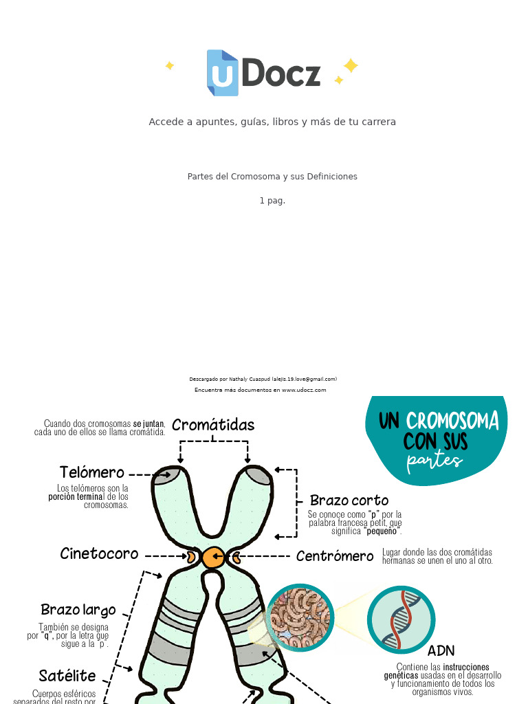 Partes del Cromosoma y Definiciones | PDF | Cromosoma | Procesos biologicos