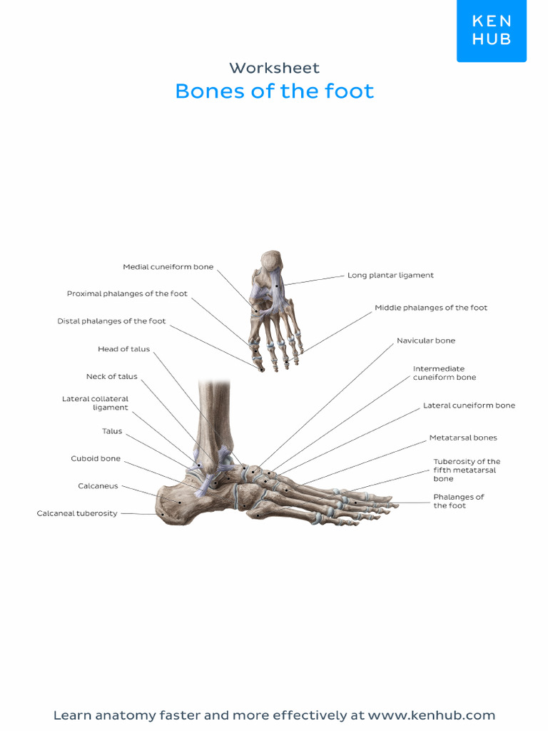 Worksheet Bones of The Foot | PDF