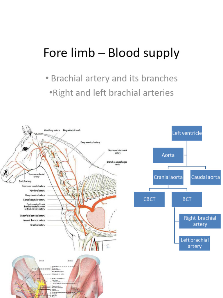 Fore Limb - Blood Supply | PDF | Human Anatomy | Limbs (Anatomy)