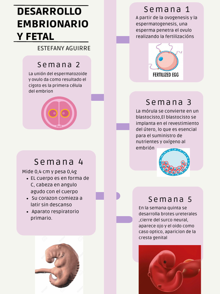 Semana 2: Estefany Aguirre | PDF | Placenta | Feto
