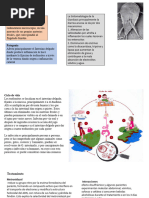 Uso y dosis de Invigan 500 mg | PDF