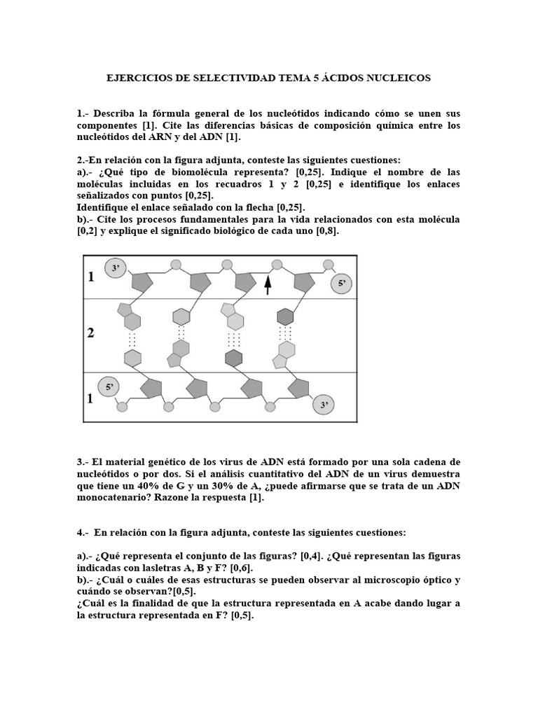 5.-EJERCICIOS DE SELECTIVIDAD TEMA 5 ÁCIDOS NUCLEICOSbis3 | PDF | Adn | Rna