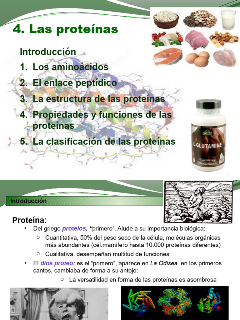Tema 4 Bio 2 Bac Proteinas | PDF | Colágeno | Proteínas