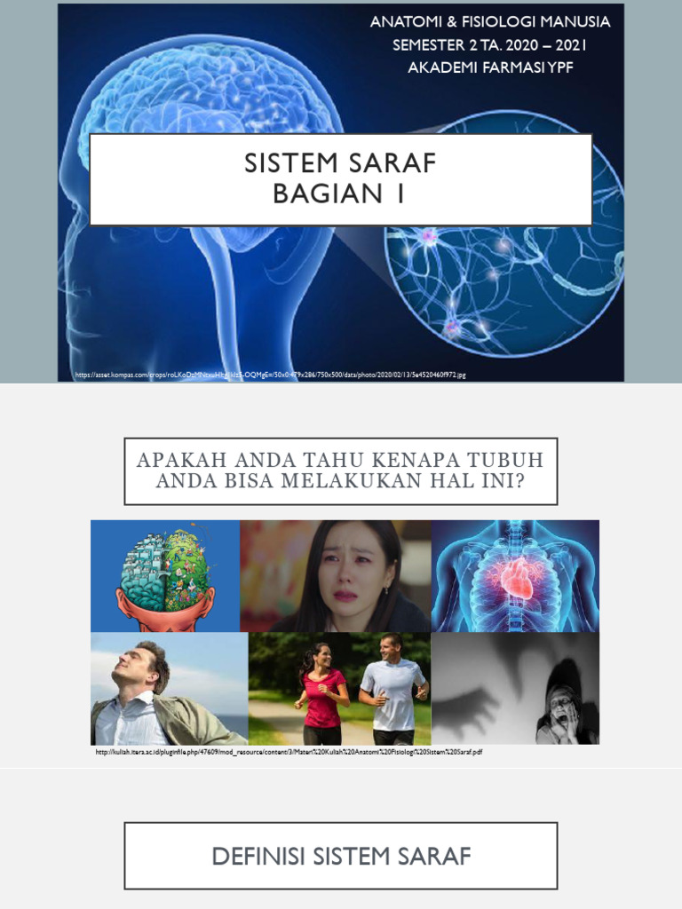 5 - Sistem Saraf 1 | PDF