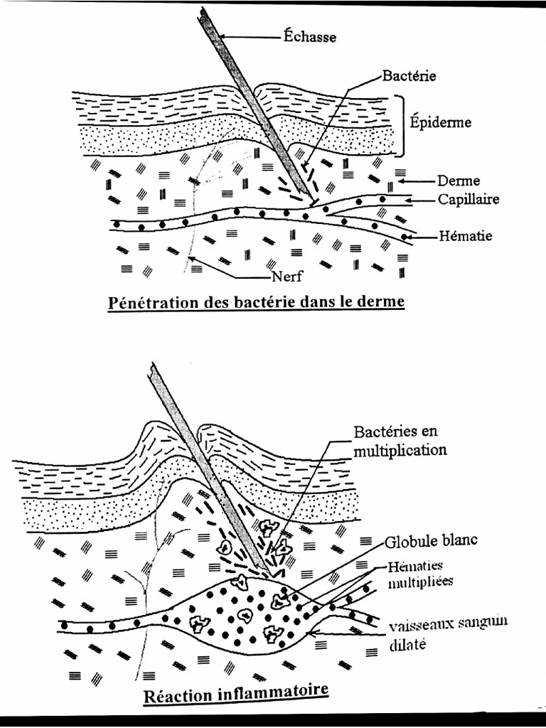schéma svt troisième | PDF