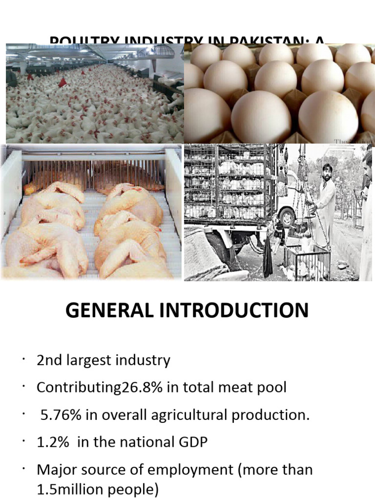 Introduction To Poultry-Industry-in-Pakistan | PDF | Poultry | Poultry ...