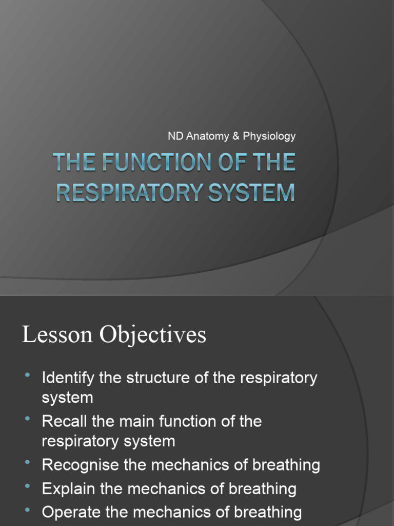 The Function of The Respiratory System | PDF | Respiratory System ...