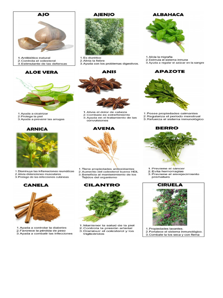 Plantas Medicinales | PDF