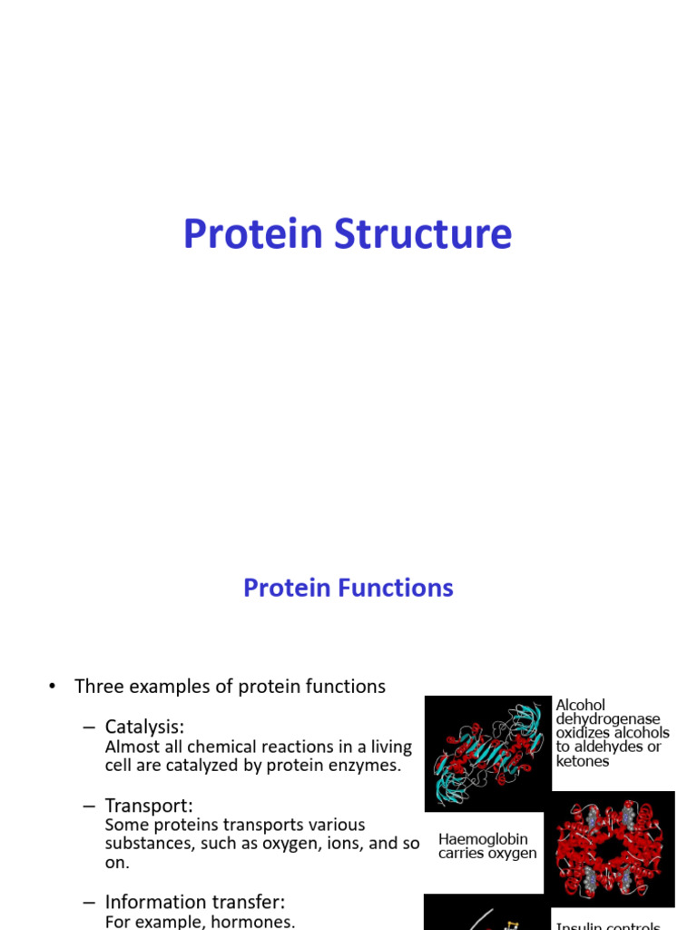 Protein Structure Students (1563) | PDF | Protein Structure | Proteins