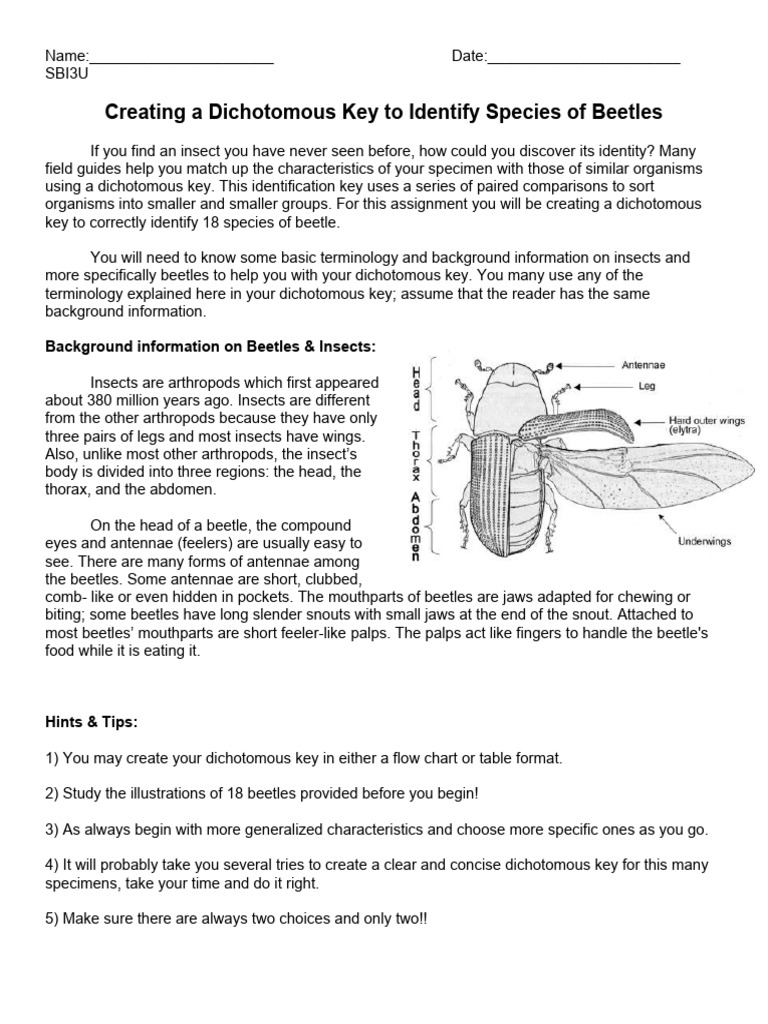 Creating A Dichotomous Key To Identify Species of Beetles: Background ...