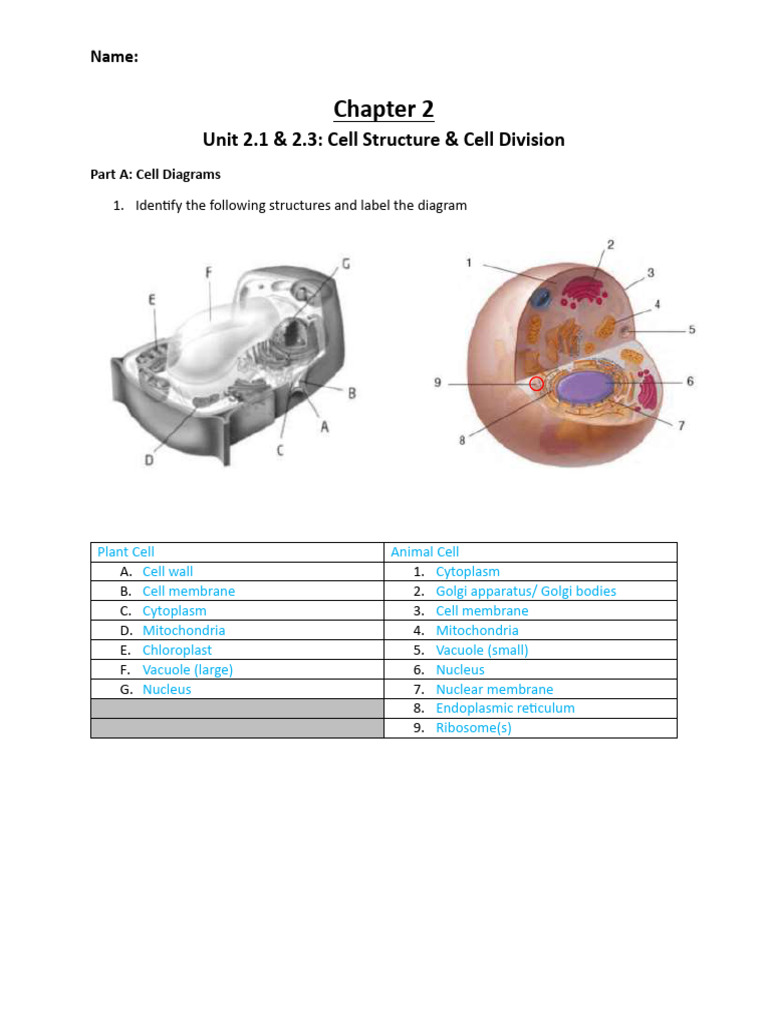Cell Sturcture, Osmosis & Diffusion (Answer Key) | PDF | Osmosis | Cell ...