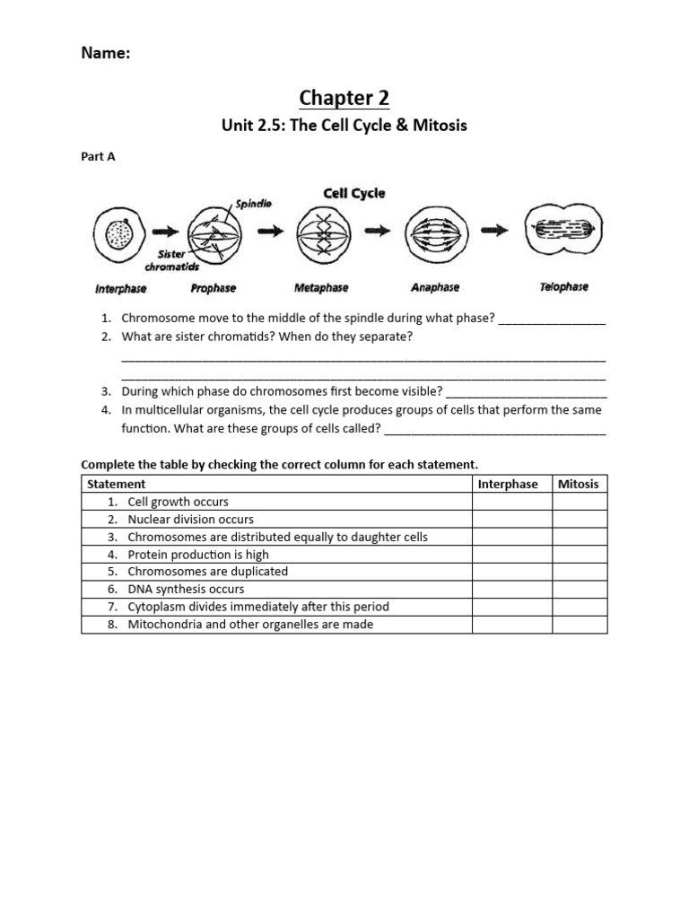 Cell Cycle & Mitosis Study Guide | PDF | Mitosis | Biological Processes