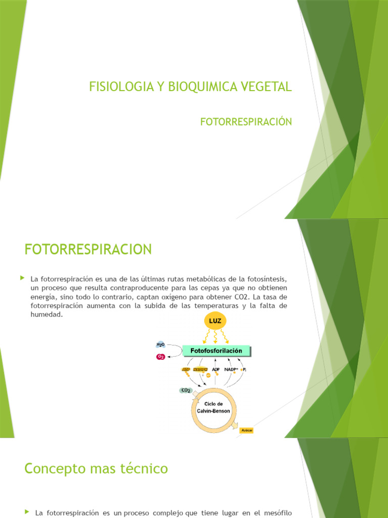 Plantas C3, C4 y Cam | PDF | Fotosíntesis | Química