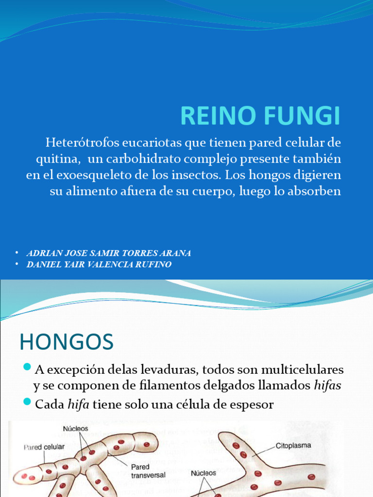 Reino Fungi | PDF | Hongo | Organismos