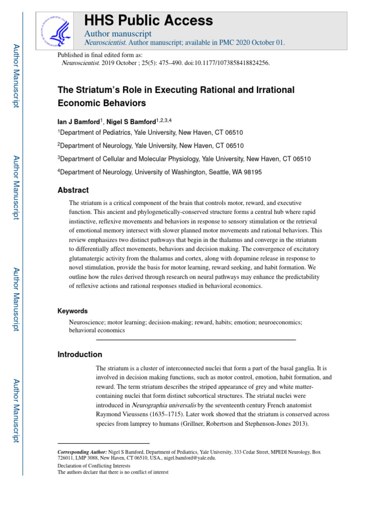 The Striatum's Role in Executing Rational and Irrational | PDF | Striatum | Reward System
