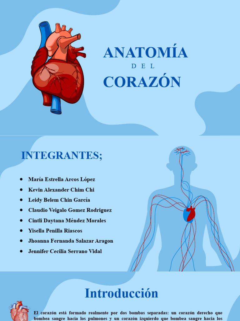 Anatomia Del Corazón | PDF | Corazón | Electrocardiografia