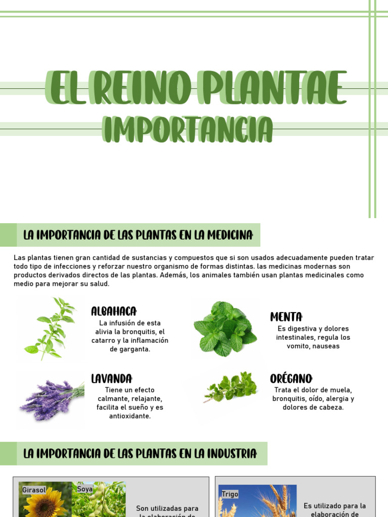 Importancia de las Plantas en Salud y Ecosistema | PDF | Plantas ...